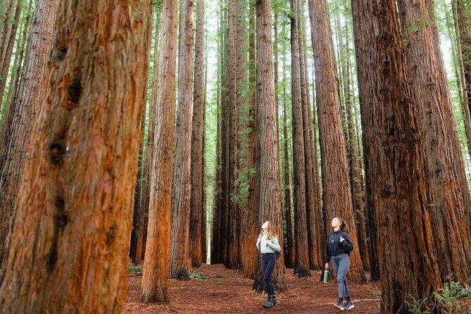 Small Group Yarra Valley: Redwoods Forest & Premium Wine Tour - Walking Among California Redwoods