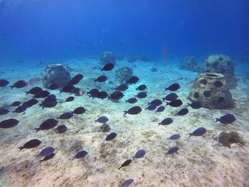 Snorkel along the coast with Chivis Del Mar. - The Marine Environment and What You’ll See
