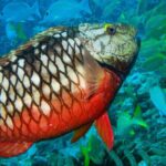 Snorkel at El Farito - The Lighthouse Reservation - What to Expect from This Snorkel Tour