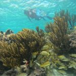 Snorkel at the Reef 2 HOURS Puerto Morelos National park - Who Should Book This Tour?