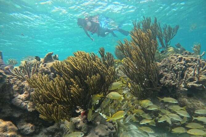 Snorkel at the Reef 2 HOURS Puerto Morelos National park - Who Should Book This Tour?