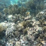 Snorkel in the beautiful reef of Puerto Morelos with transport - Authentic Perspectives and Practical Tips