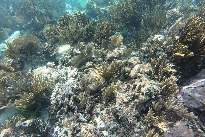Snorkel in the beautiful reef of Puerto Morelos with transport - Authentic Perspectives and Practical Tips