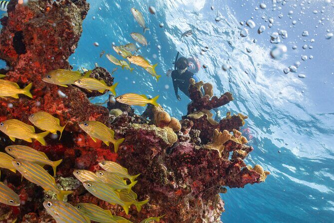 Snorkel Tour at Musa and Manchones Reef - Meeting and Departure