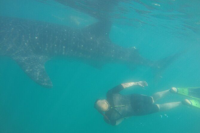 Snorkel Tour with Whale Shark in La Paz - FAQs