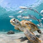 Snorkel Tours to Shallow Coral Reefs at Pennekamp Underwater Park - A Detailed Look at the Experience