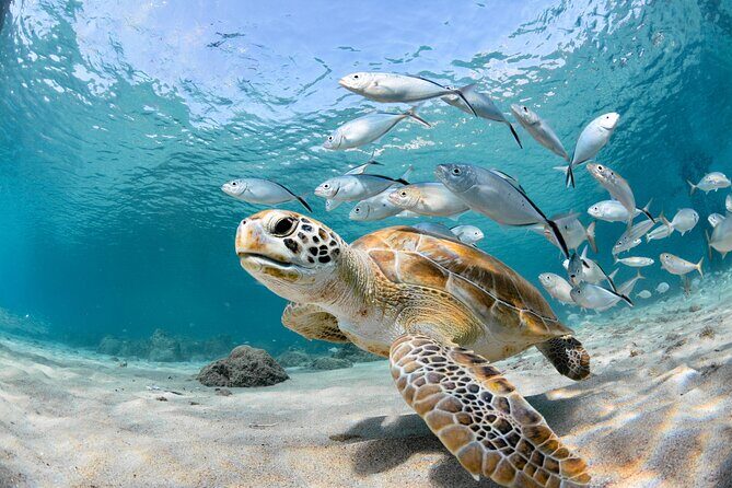 Snorkel Tours to Shallow Coral Reefs at Pennekamp Underwater Park - A Detailed Look at the Experience