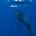 Snorkel with Giants at Ningaloo Reef - The Itinerary in Detail