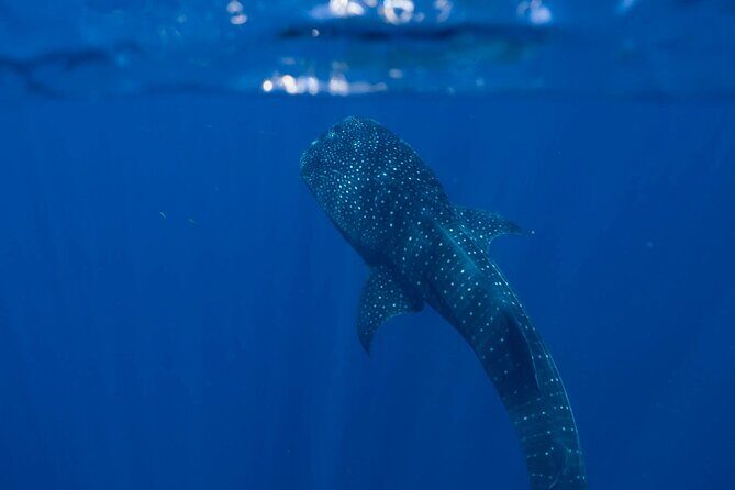 Snorkel with Giants at Ningaloo Reef - The Itinerary in Detail