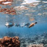 Snorkel with Turtles and Free Underwater Photos Lahaina - Practical Considerations