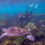 Snorkel with Turtles Gold Coast - The Itinerary in Detail