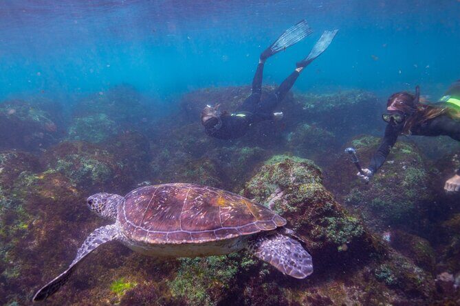 Snorkel with Turtles Gold Coast - The Itinerary in Detail