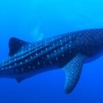 Snorkel with whale sharks includes equipment & transportation - The Experience on the Water