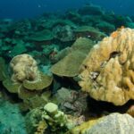 Snorkeling Adventure at Koh Chang  Departing from Koh Chang - Detailed Itinerary Breakdown