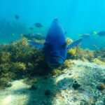 Snorkeling Adventure for Kids with Private Guide In Sydney - Why This Tour Works Well for Families