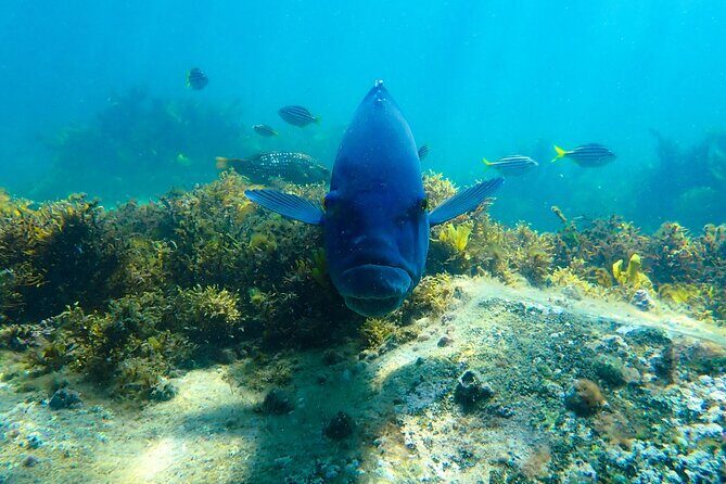 Snorkeling Adventure for Kids with Private Guide In Sydney - Why This Tour Works Well for Families