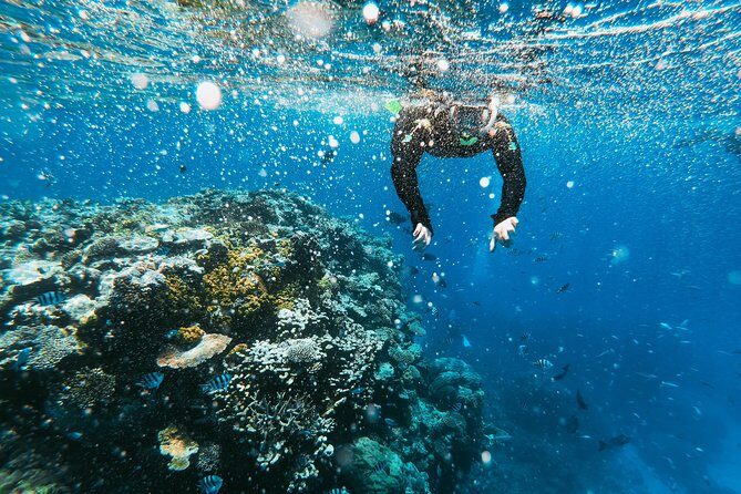 Snorkeling Adventure in La Jolla - The Sum Up: Who Will Love This Tour?