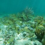 Snorkeling Adventure in Puerto Morelos - In-Depth Look at the Itinerary