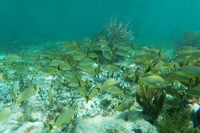 Snorkeling Adventure in Puerto Morelos - In-Depth Look at the Itinerary