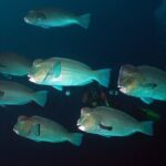 Snorkeling at Tulamben USAT Liberty Wreck - The Sum Up: Is This Snorkeling Tour Worth It?