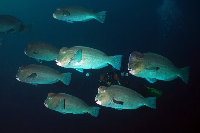 Snorkeling at Tulamben USAT Liberty Wreck - The Sum Up: Is This Snorkeling Tour Worth It?