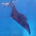 Snorkeling Day Trip To Lembongan and Penida - What Makes This Tour Stand Out—and What Doesn’t