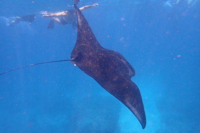 Snorkeling Day Trip To Lembongan and Penida - What Makes This Tour Stand Out—and What Doesn’t