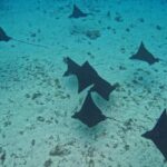 Snorkeling EN Small Group Tour in Tahiti - Analyzing the Value and Practical Aspects
