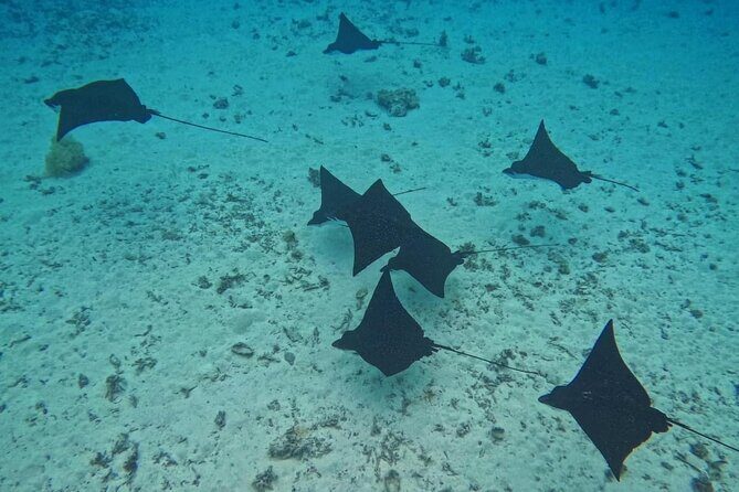 Snorkeling EN Small Group Tour in Tahiti - Analyzing the Value and Practical Aspects