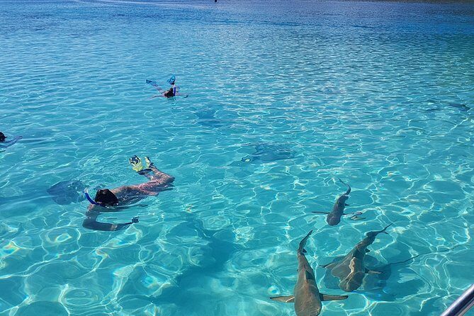 Snorkeling excursion, discovery of the lagoon, small group. - The Itinerary: What You Can Expect