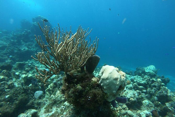 Snorkeling Experience Cozumel only from Playa del Carmen - Deep Dive into the Details