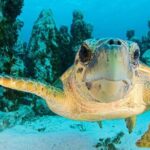 Snorkeling Experience in Cancun - Hands Underwater Museum - Practical Details and Tips for Travelers