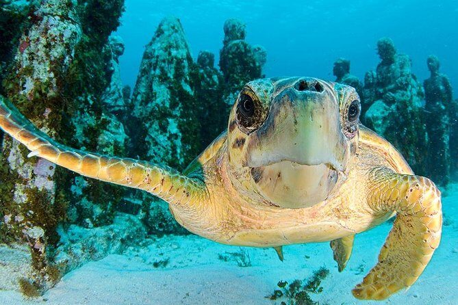 Snorkeling Experience in Cancun - Hands Underwater Museum - Practical Details and Tips for Travelers