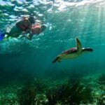Snorkeling Guided Activity in Puerto Morelos Mexico - Who Will Love This Tour?
