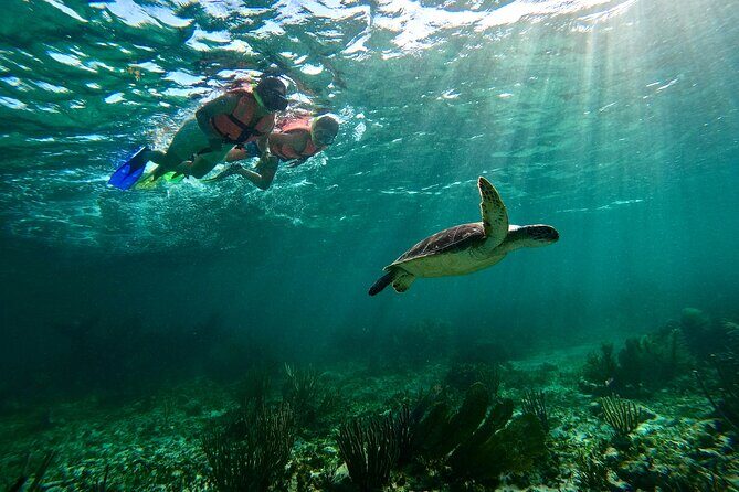 Snorkeling Guided Activity in Puerto Morelos Mexico - Who Will Love This Tour?
