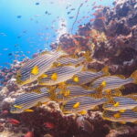 Snorkeling in Huraa - Who Will Love This Tour?
