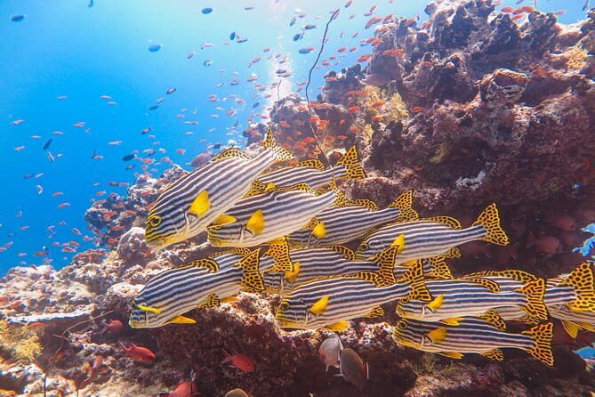 Snorkeling in Huraa - Who Will Love This Tour?