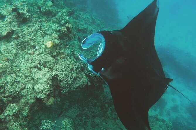 Snorkeling In Nusa Penida Departing From Bali Island - Itinerary Breakdown: What You Can Expect