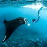 Snorkeling in Nusa Penida - Manta Bay, Wall Point and Gamat Bay - The Practicalities: Transportation, Equipment, and Comfort