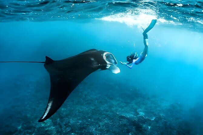 Snorkeling in Nusa Penida - Manta Bay, Wall Point and Gamat Bay - The Practicalities: Transportation, Equipment, and Comfort