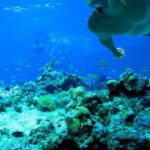 Snorkeling in Port City - Key Points