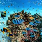 Snorkeling in Trincomalee - Price & Value Consideration