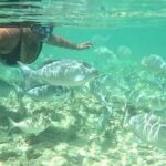 Snorkeling in Waikiki Many Fish All Levels Free Video & Pics! - What Makes This Tour Stand Out?