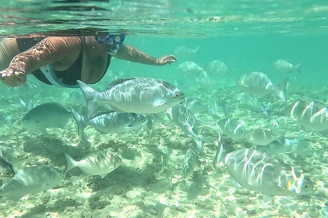 Snorkeling in Waikiki Many Fish All Levels Free Video & Pics! - What Makes This Tour Stand Out?