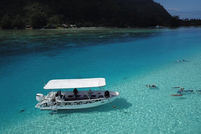 Snorkeling Lagoon Cruise and Whale Watching in Moorea - Analyzing the Value