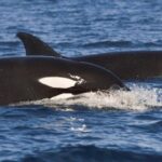 Snorkeling Open Ocean Wildlife Safari in Los Cabos with Photos Included - The Experience in Practice: Highlights and Value