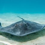 Snorkeling picnic in 5 hours with lunch in Tahiti - The Itinerary in Detail