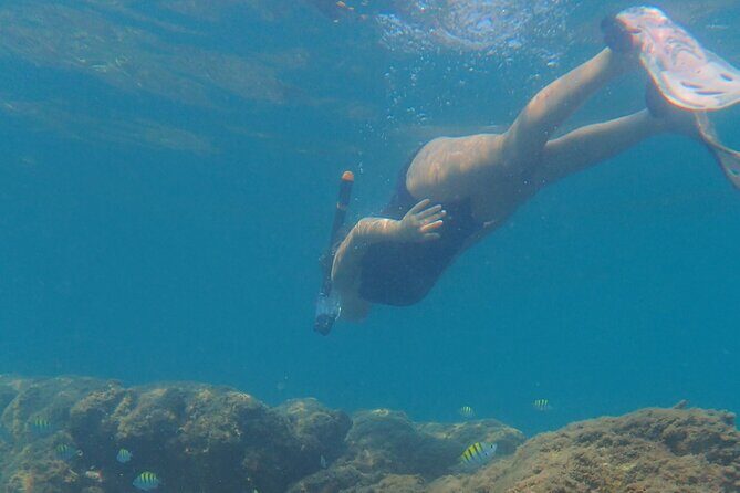Snorkeling San Carlos with a Marine Biologist - Practical Tips for Participants