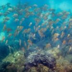 Snorkeling ( start at Ko Kut) - Authentic Experience and Customer Satisfaction
