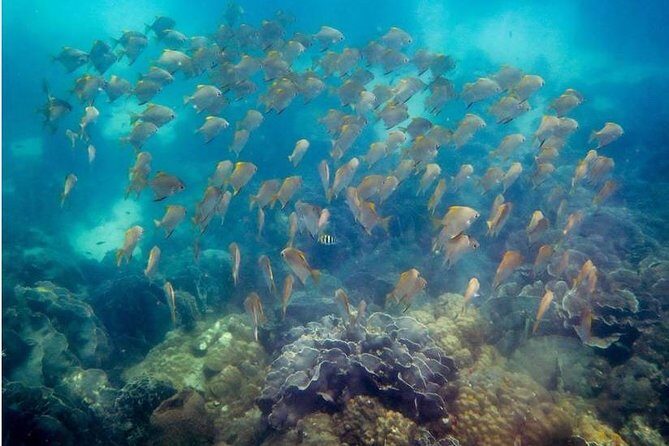 Snorkeling ( start at Ko Kut) - Authentic Experience and Customer Satisfaction